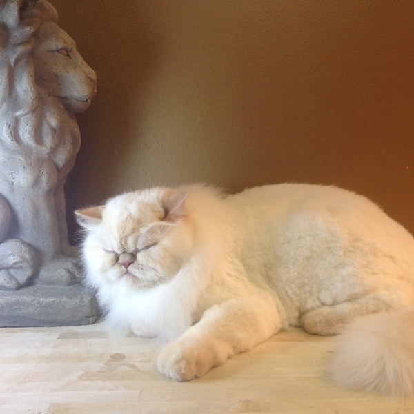Persian Cat Haircut Styles Best Haircut 2020 Persian Cat Haircut Styles Best Haircut 2020